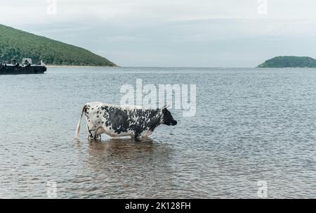 The cow is cooling down, going to bathe, taking a bath and standing in ...