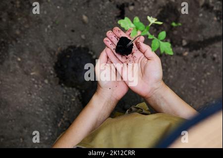 Hands inspect plant roots in a kitchen sink for soil removal Stock ...