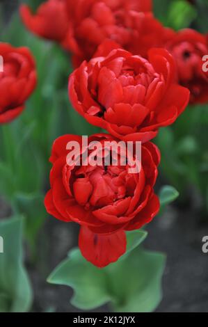 Beautiful red color of Double Late Tulips Icoon flowers at full bloom ...