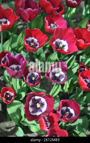 Triumph tulips (Tulipa) Red Rock bloom in a garden in April Stock Photo ...