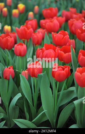 Triumph tulips (Tulipa) Red Stone bloom in a garden in March Stock ...