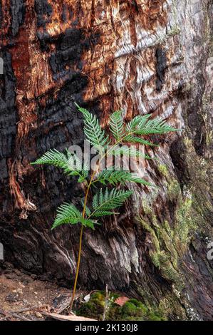 Alpine Coral-fern (Gleichenia alpina) colony with ruler, Cradle ...