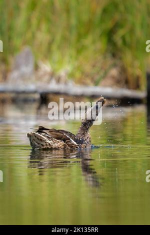 I photographed these Mallard ducks from my kayak in the Logan Creek ...