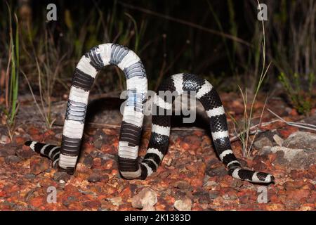 Australian Bandy Bandy snake in defensive stance Stock Photo - Alamy