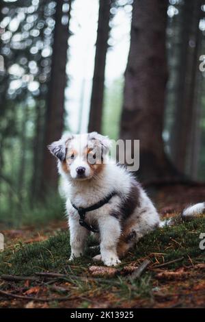 Adorable newborn border collie puppy in basket Stock Photo - Alamy