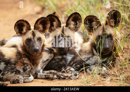 African Wild Dogs (Painted Wolves), Timbavati Private Nature Reserve ...