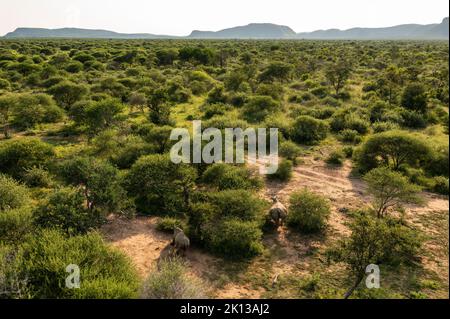 Rhino Collaring Operation in Marataba Conservation Camp, Marakele ...