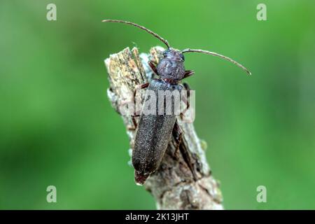 Dunkelbrauner Halsgrubenbock, Haaraugen-Halsgrubenbock, Grubenhalsbock ...