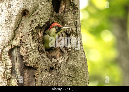 Vogel, Tier, Natur, Schweiz, Specht, Grünspecht, Picus viridis ...