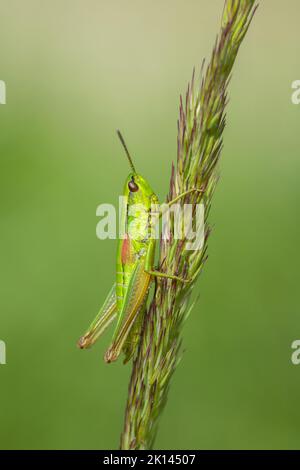 Female small gold grashopper (Euthystira brachyptera Stock Photo - Alamy