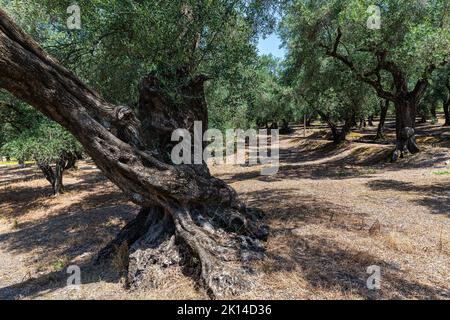 Ancient olive trees, Corfu island, Greece Stock Photo - Alamy