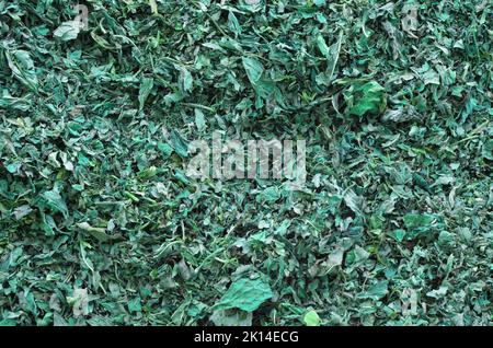 close-ups of dried mint leaves Stock Photo - Alamy