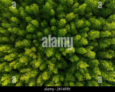 Aerial top view of green mangrove forest. Mangrove ecosystem. Natural ...