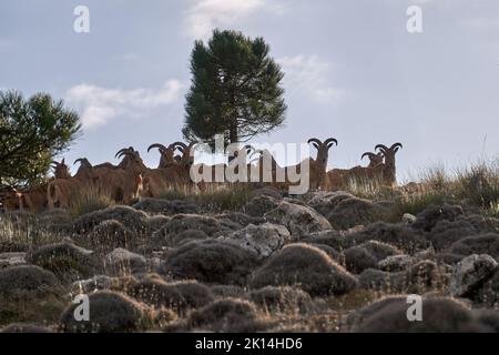 Mountain goats in Sierra Espuña. Sierra Espuña is a mountainous massif ...