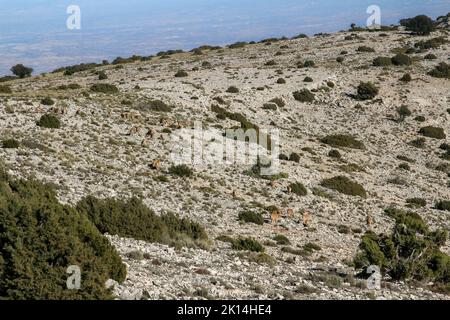 Mountain goats in Sierra Espuña. Sierra Espuña is a mountainous massif ...