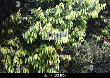 Cinnamomum tamala is an evergreen tree growing in Himalayan region ...