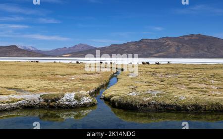 High plateau Laguna de Salinas in Peruvian Andes Stock Photo - Alamy