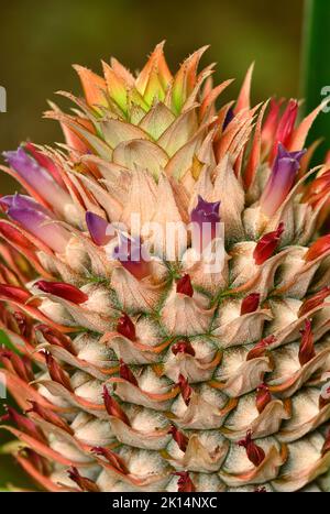 Growing pineapple fruit with flowers, Ananas comosus, tropical plant in ...