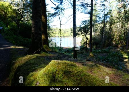 Irish coast near Derreen Gardens, County Kerry - John Gollop Stock ...