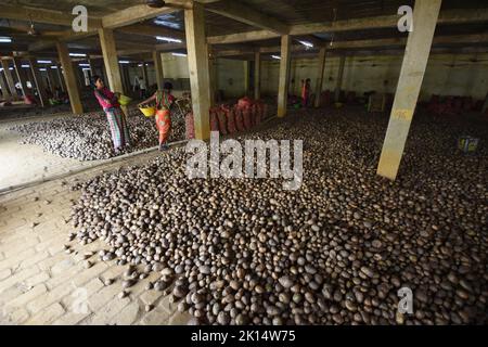 Potato drying and segregation area of a cold storage. West Bengal ...