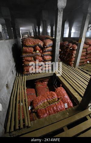 Potatoes are preserved in a refrigerated area of a potato cold storage ...