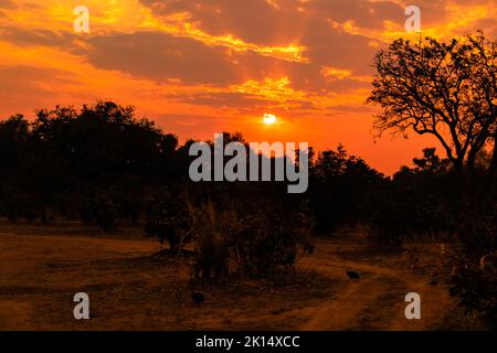 An amazing view of the classic african sunset Stock Photo - Alamy