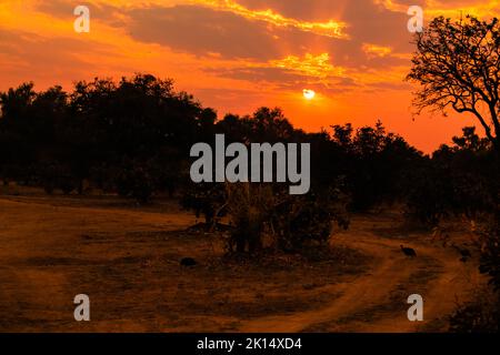 An amazing view of the classic african sunset Stock Photo - Alamy