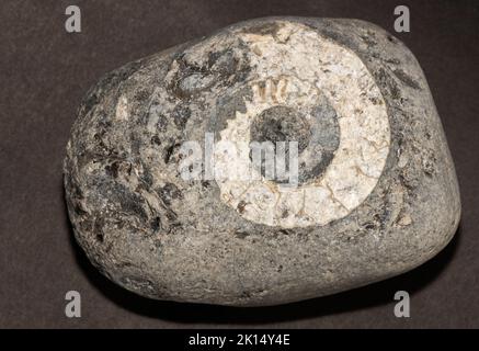 The fossil of a Jurassic Ammonite in a 'cannonball' from the Whitby ...
