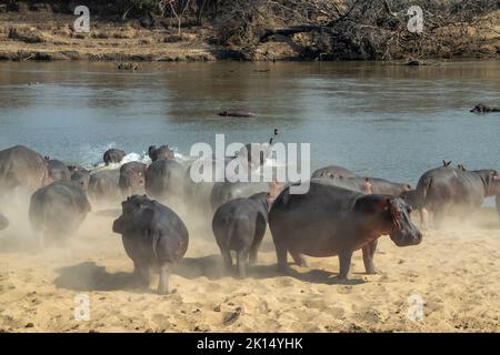 An amazing view of a huge group of hippos running into the waters of an ...