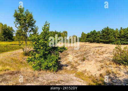 Sand dune Wydma Pekatka with scarce vegetation overlooking Bagno ...