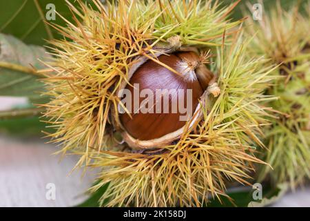 close-up chestnuts inside the hedgehog Stock Photo - Alamy