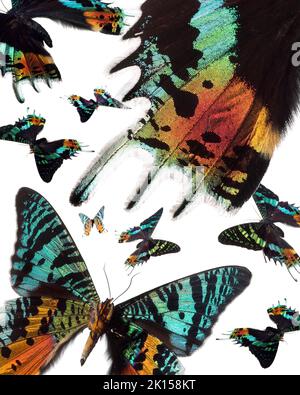 Madagascan sunset moth, Chrysiridia rhipheus 1,2, and pan hairstreak ...
