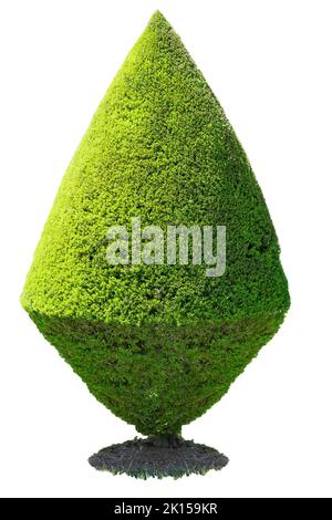 Decorative round trimmed green bush in park in sunny day. Landscape ...