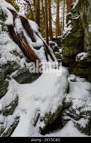 Snow covered Cedar tree roots dominate the cliffs and bluffs of an ...