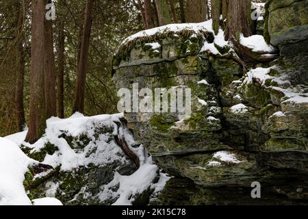Snow covered Cedar tree roots dominate the cliffs and bluffs of an ...