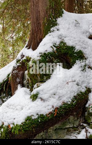 Cedar Tree Roots Stock Photo - Alamy