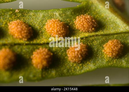 Fern-sporophyte leaves (probably Bracken (Pteris aquilina)); spores and ...