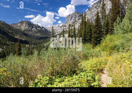 The Alaska Basin Trail descending through high alpine trees toward the ...