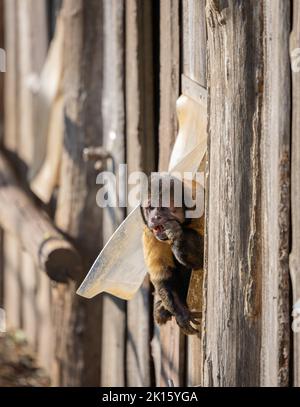 Golden-bellied Capuchin monkey (Sapajus xanthosternos Stock Photo - Alamy