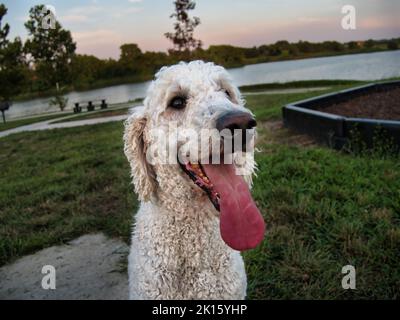 Standard Poodle Sitting at Veterans Park in Spring Hill Kansas Stock ...