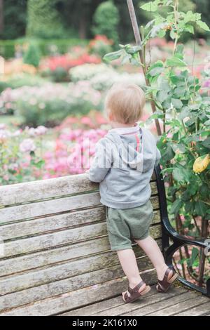 Beautiful red rose bush in garden. Rose flowers background Stock Photo ...