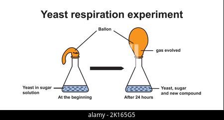 Yeast Respiration Experiment. Vector illustration Stock Vector Image ...