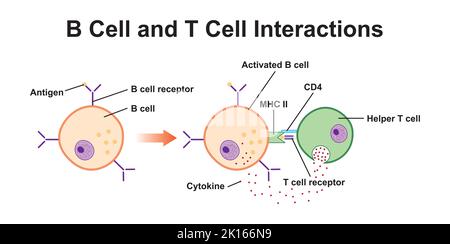 humoral immunity. Bacteria, Virus, Lymphocyte and Antibody. Immune ...