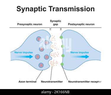 Scientific Designing of Synapse Structure. The Synaptic Transmission ...