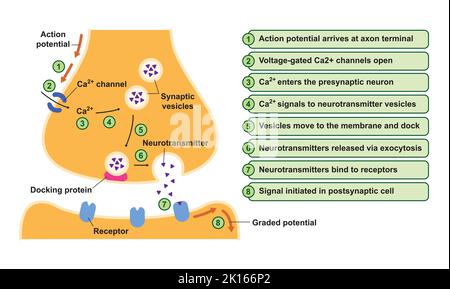 Scientific Designing of Synapse Structure. The Synaptic Transmission ...