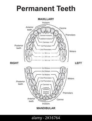 Scientific Designing of Human Permanent Teeth. Dental Jaw And Tooth ...
