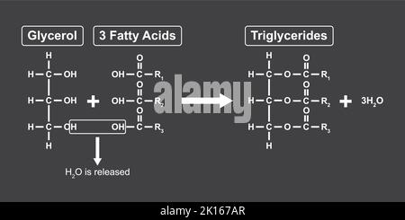 Chemical Structure of Triglycerides. Vector Illustration Stock Vector Image & Art - Alamy