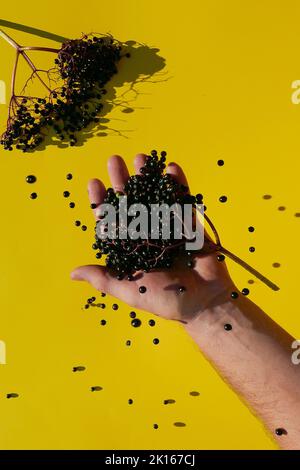 elderberry pour into the hand and elderberry branch with leaves on a ...