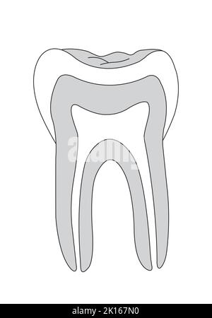Scientific Designing of The Tooth Anatomy. Colorful Symbols. Vector ...