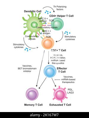 Scientific Designing of T Cell Activation And Differentiation. Colorful Symbols. Vector ...